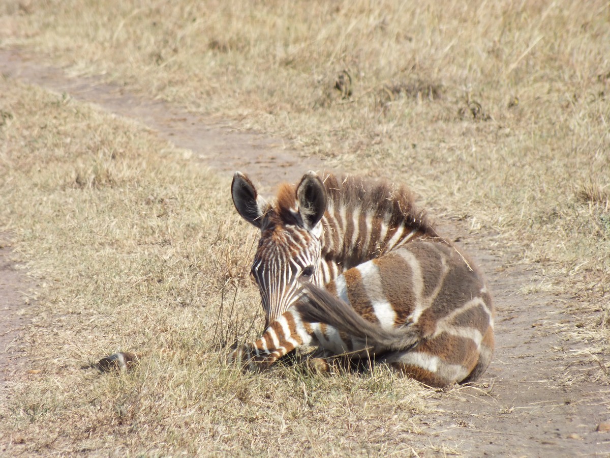Zebra laying down - Safari Club